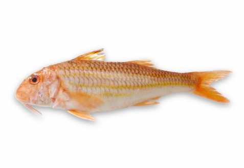 Барабулька - купить барабульку в Москве